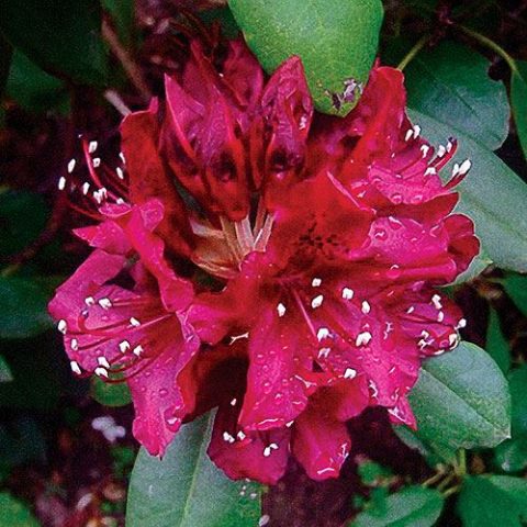Rhododendron 'Dark Lord' - Kiefer Nursery: Trees, Shrubs, Perennials