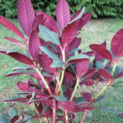 Rhododendron 'Wine and Roses' - Kiefer Nursery: Trees, Shrubs, Perennials