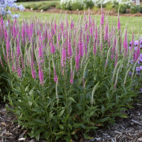 Veronica 'Perfectly Picasso' - Kiefer Nursery: Trees, Shrubs, Perennials