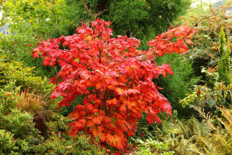 Acer japonicum 'Ruby' - Kiefer Nursery: Trees, Shrubs, Perennials
