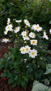 Anemone Fantasy(TM) 'Snow Angel' - Kiefer Nursery: Trees, Shrubs ...