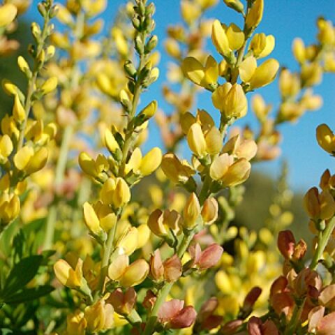 Baptisia ‘Solar Flare’ | Kiefer Nursery: Trees, Shrubs, Perennials