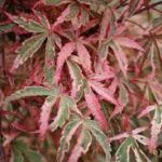 Acer palmatum ‘Geisha Gone Wild’ | Kiefer Nursery: Trees, Shrubs ...