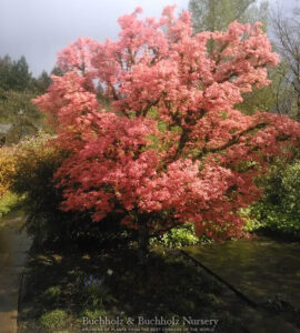 Acer palmatum 'Bonfire' - Kiefer Nursery: Trees, Shrubs, Perennials