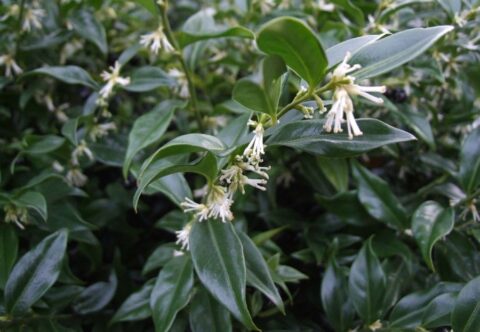 Sarcococca hookeriana var. humilis 'Sarsid2' (Fragrant Mountain ...