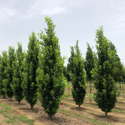 Quercus x 'Nadler' (Kindred Spirit) - Kiefer Nursery: Trees, Shrubs ...