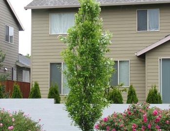 Trees | Kiefer Nursery: Trees, Shrubs, Perennials