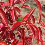 Nyssa sylvatica 'Haymen's Red' (Red Rage®) - Kiefer Nursery: Trees ...