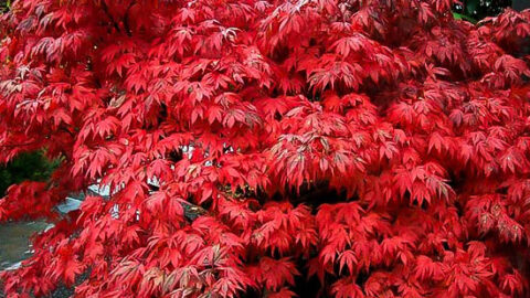Acer palmatum subsp. matsumurae ‘Oregon Sunset’ - Kiefer Nursery: Trees ...