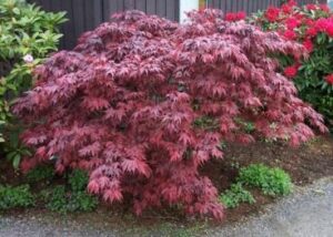 Acer palmatum subsp. matsumurae ‘Oregon Sunset’ - Kiefer Nursery: Trees ...