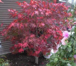 Acer palmatum ‘Ruslyn in the Pink’ | Kiefer Nursery: Trees, Shrubs ...