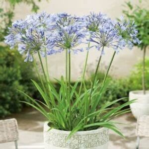 Agapanthus x 'Peter Pan' - Kiefer Nursery: Trees, Shrubs, Perennials