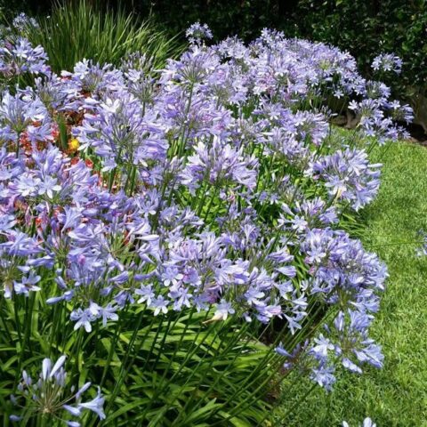 Agapanthus x 'Peter Pan' - Kiefer Nursery: Trees, Shrubs, Perennials