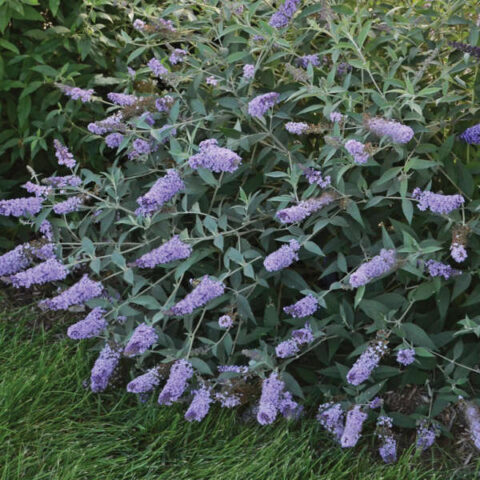 Buddleia 'Glass Slippers' - Kiefer Nursery: Trees, Shrubs, Perennials