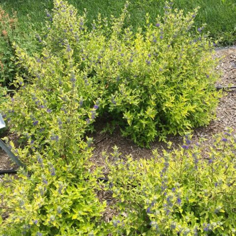Caryopteris x clandonensis 'Gold Crest' - Kiefer Nursery: Trees, Shrubs ...