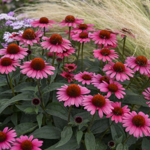Echinacea purpurea ‘Coral Craze’ | Kiefer Nursery: Trees, Shrubs ...