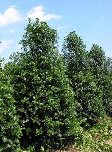 Ilex x 'Emily Bruner' - Kiefer Nursery: Trees, Shrubs, Perennials