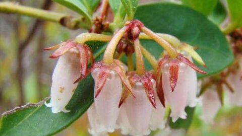 Lyonia lucida - Kiefer Nursery: Trees, Shrubs, Perennials