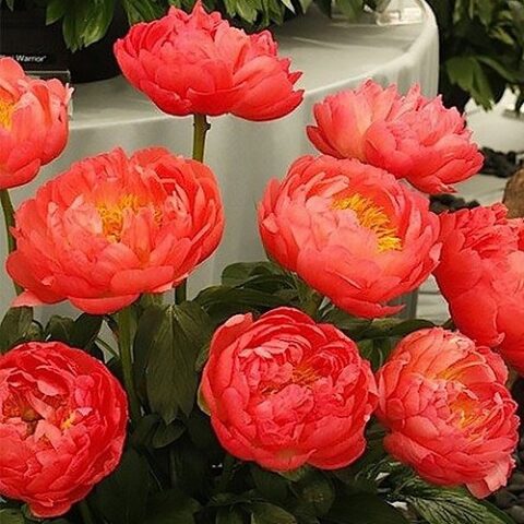 Paeonia 'Coral Sunset' - Kiefer Nursery: Trees, Shrubs, Perennials