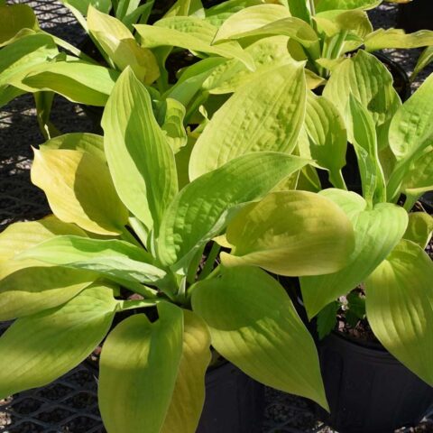 Hosta 'Sunny Halcyon' - Kiefer Nursery: Trees, Shrubs, Perennials