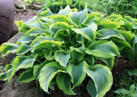 Hosta 'Atlantis' - Kiefer Nursery: Trees, Shrubs, Perennials