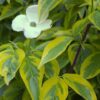 Cornus x rutgersensis 'Celestial Shadow' - Kiefer Nursery: Trees ...