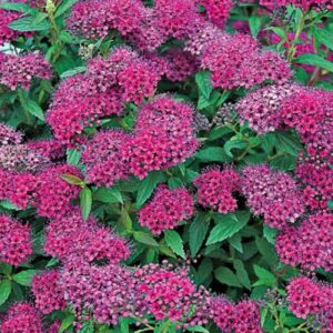 Spiraea japonica 'Neon Flash' - Kiefer Nursery: Trees, Shrubs, Perennials