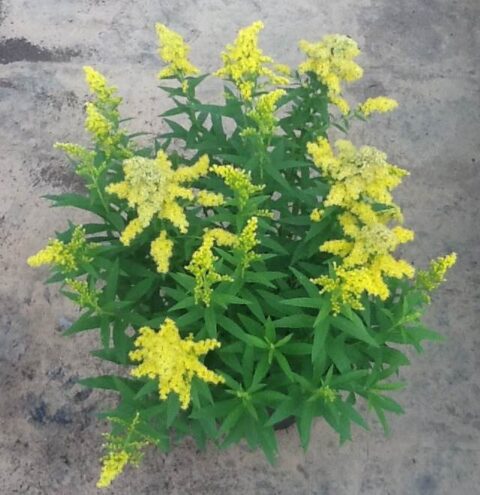 Solidago 'Little Lemon' - Kiefer Nursery: Trees, Shrubs, Perennials