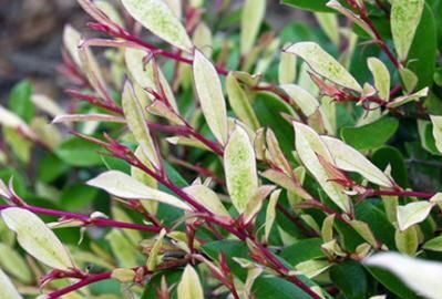 Deer Resistant | Kiefer Nursery: Trees, Shrubs, Perennials