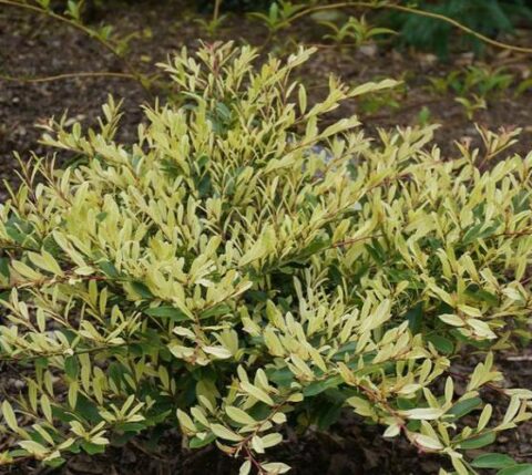 Distylium 'sPg-3-007' (Spring Frost) - Kiefer Nursery: Trees, Shrubs ...