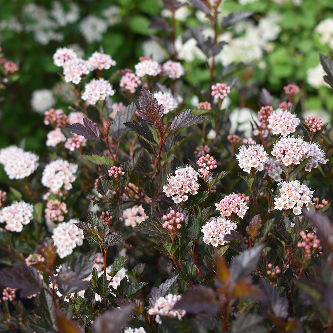 Physocarpus Opulifolius Donna May Little Devil Kiefer Nursery