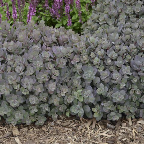 Sedum ‘Dazzleberry’ | Kiefer Nursery: Trees, Shrubs, Perennials