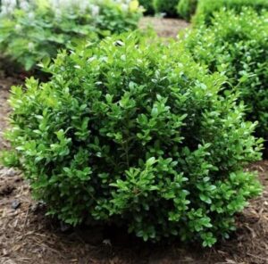 Buxus microphylla 'Little Missy' - Kiefer Nursery: Trees, Shrubs ...
