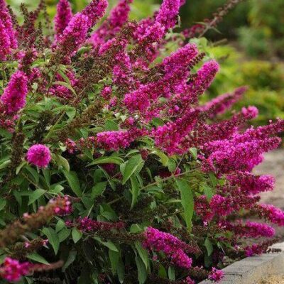 Buddleia Buzz™ Hot Raspberry - Kiefer Nursery: Trees, Shrubs, Perennials