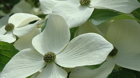 Cornus kousa x nuttalii 'KN4-43' (Starlight®) - Kiefer Nursery: Trees ...