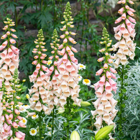 Digitalis purpurea 'Dalmatian Peach' - Kiefer Nursery: Trees, Shrubs ...