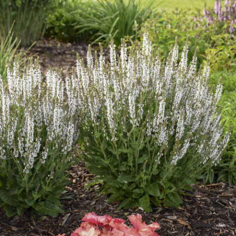 Salvia nemorosa 'White Profusion' - Kiefer Nursery: Trees, Shrubs ...