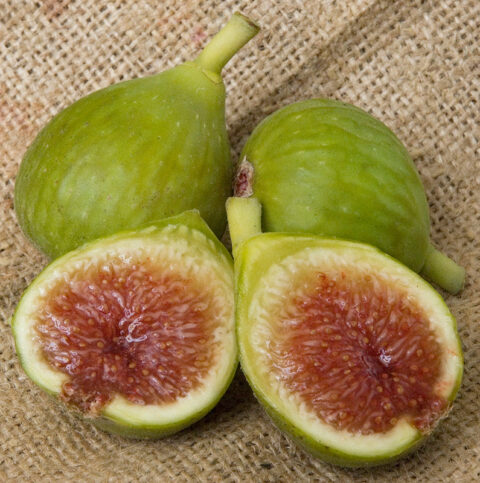 Ficus carica 'Desert King' - Kiefer Nursery: Trees, Shrubs, Perennials