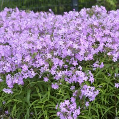 Perennials | Kiefer Nursery: Trees, Shrubs, Perennials