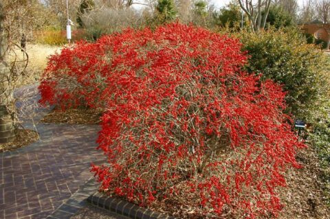 Ilex verticillata ‘Red Sprite’ | Kiefer Nursery: Trees, Shrubs, Perennials