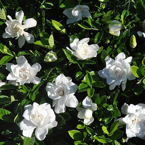Gardenia jasminoides 'Bab1183' (Summer Snow®) - Kiefer Nursery: Trees, Shrubs, Perennials