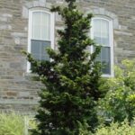 Chamaecyparis obtusa 'Gracilis' - Kiefer Nursery: Trees, Shrubs, Perennials