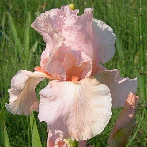 Iris germanica ‘Pink Attraction’ | Kiefer Nursery: Trees, Shrubs ...