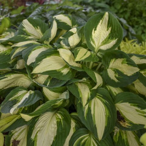Hosta ‘Vulcan’ | Kiefer Nursery: Trees, Shrubs, Perennials