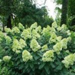 Hydrangea paniculata 'SMNHPPH' (Limelight Prime®) - Kiefer Nursery ...