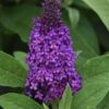 Buddleia Chrysalis™ Purple - Kiefer Nursery: Trees, Shrubs, Perennials