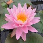 Nymphaea 'Pink Sunrise' - Kiefer Nursery: Trees, Shrubs, Perennials