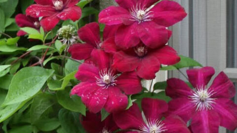 Clematis 'Rouge Cardinal' - Kiefer Nursery: Trees, Shrubs, Perennials