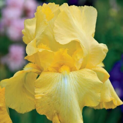Iris germanica 'Harvest of Memories' - Kiefer Nursery: Trees, Shrubs ...