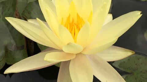 Nymphaea Texas Dawn - Kiefer Nursery: Trees, Shrubs, Perennials